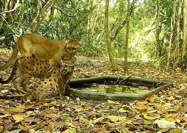 Impactante avistamiento de pumas en la Biósfera Maya | Nuestro Diario