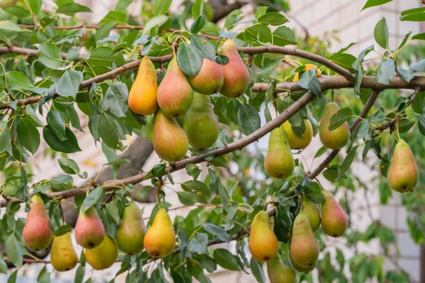 Soñar un árbol de peras anuncia abundancia y recompensa | Nuestro Diario