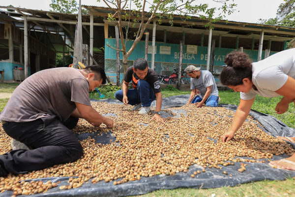Comunitarios viven de la producción de semilla de ramón | Nuestro Diario