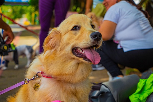 Perritón promueve la convivencia y el bienestar animal | Nuestro Diario