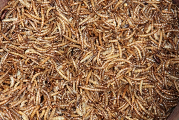 Sentimientos de incomodidad se muestran al soñar gusanos | Nuestro Diario