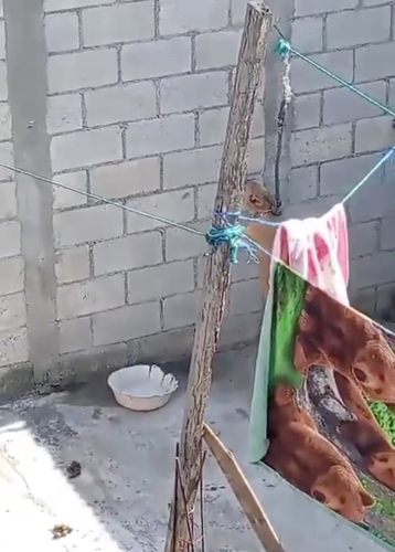 Causa indignación caso de perro amarrado del cuello | Nuestro Diario