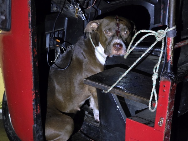 Perro se sale de casa y muerde a tres personas en la calle | Nuestro ...